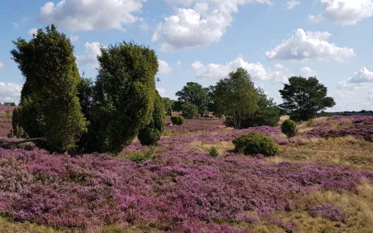 Blütezeit in der Lüneburger Heide | car-tours.ch